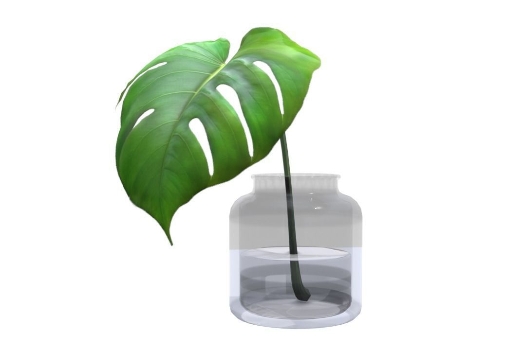 3D model Monstera B03 VR / AR / low-poly | CGTrader