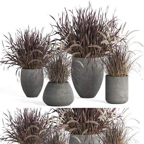outdoor indoor plant007 saabira charcoal 3D model | CGTrader