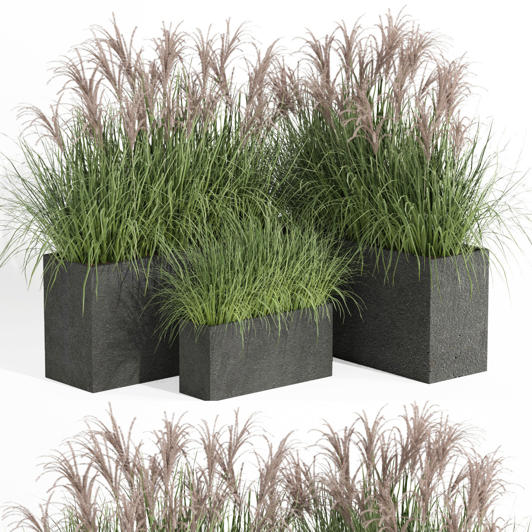 outdoor plant006 Miscanthus sinensis Kleine Silberspinne 3D model | CGTrader