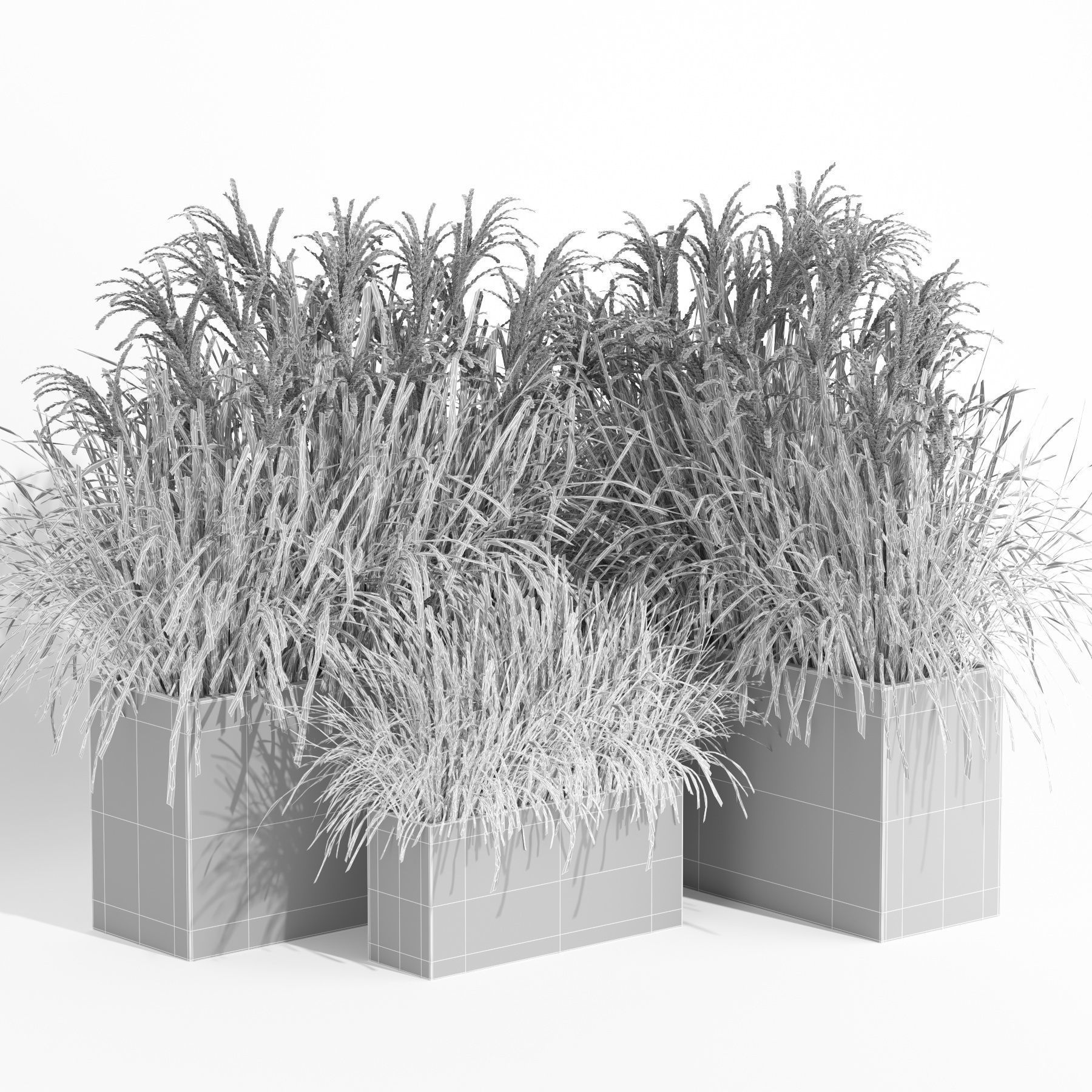 outdoor plant006 Miscanthus sinensis Kleine Silberspinne 3D model | CGTrader