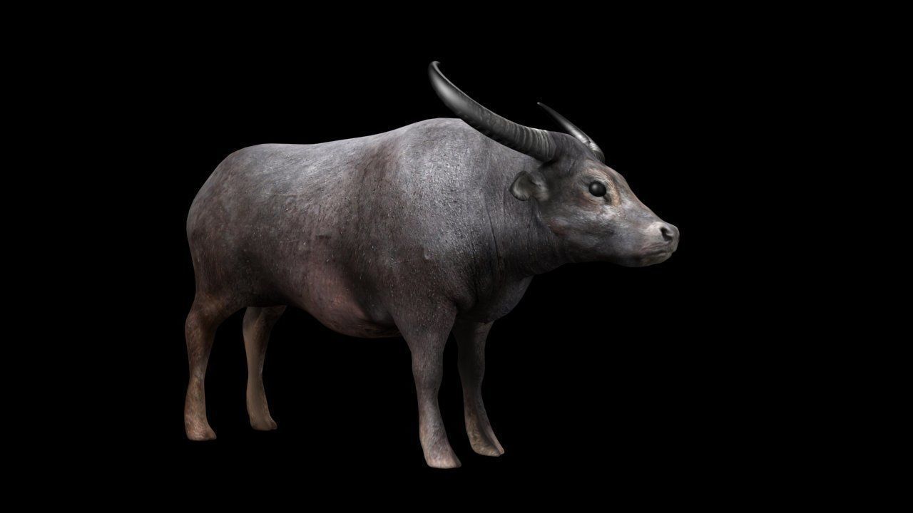 3D model 3DS Max Water Buffalo Rigged VR / AR / low-poly | CGTrader