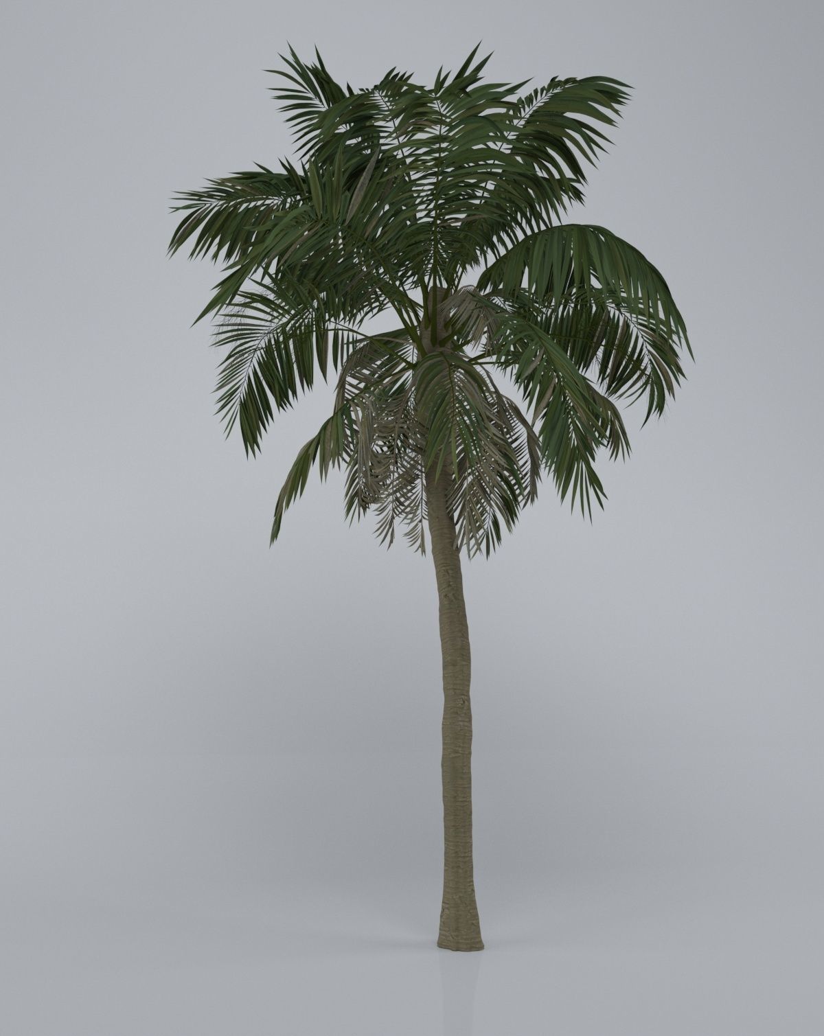 palm tree free 3D model | CGTrader