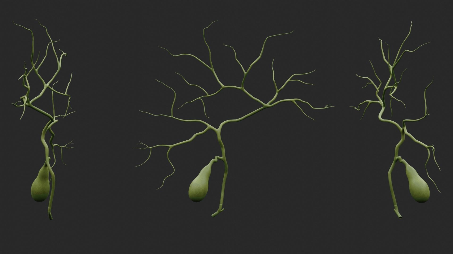 3D model Gallbladder Anatomy VR / AR / low-poly | CGTrader