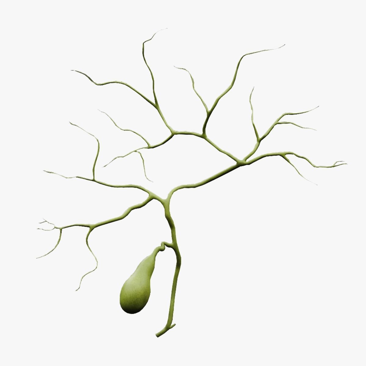 3D model Gallbladder Anatomy VR / AR / low-poly | CGTrader