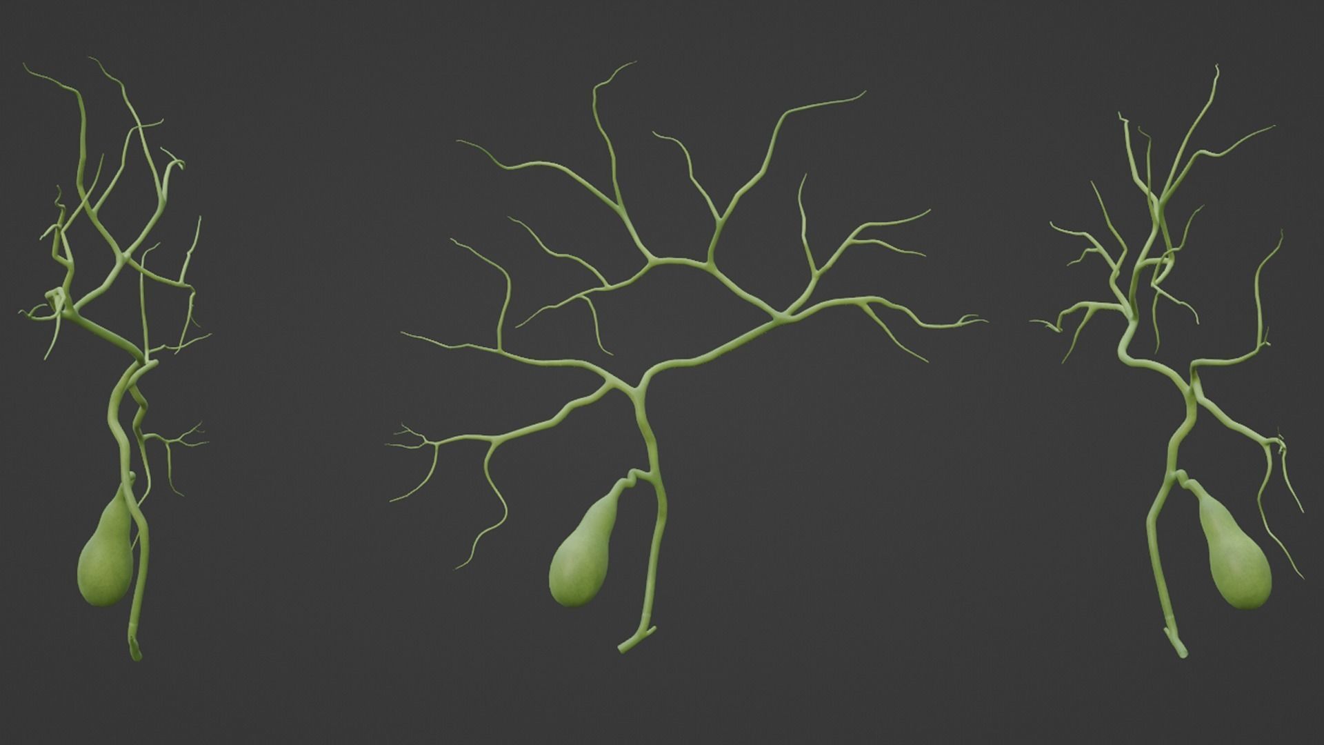 3D model Gallbladder Anatomy VR / AR / low-poly | CGTrader