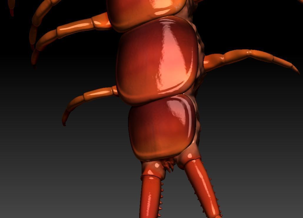 Scolopendra viridicornis centipede 3D model 3D printable | CGTrader