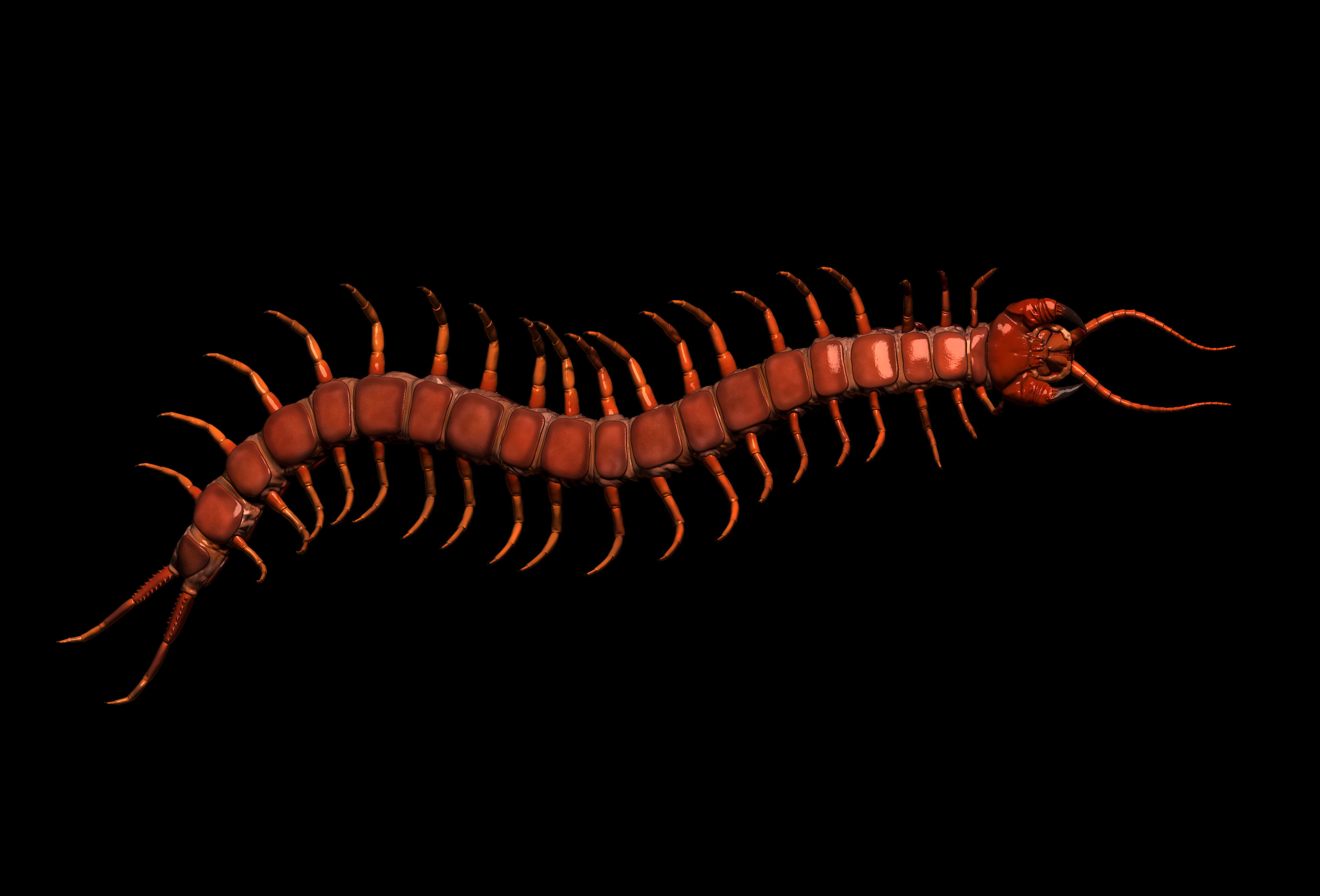 Scolopendra viridicornis centipede 3D model 3D printable | CGTrader