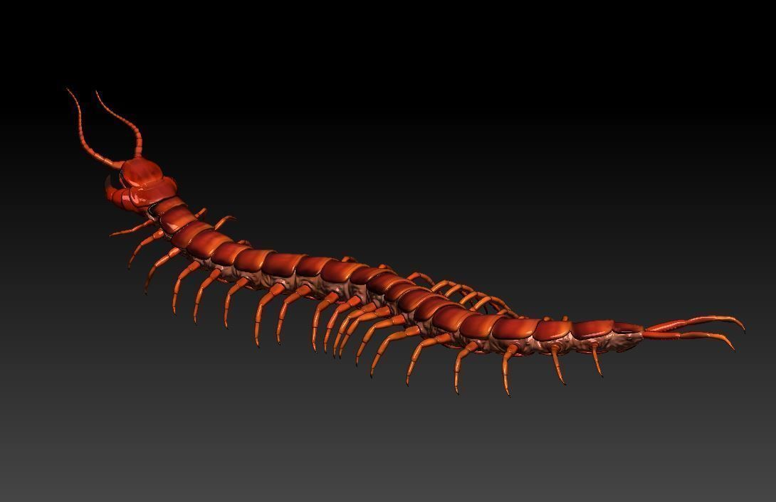 Scolopendra viridicornis centipede 3D model 3D printable | CGTrader