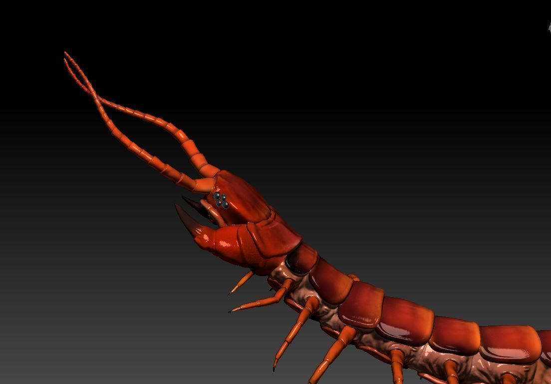 Scolopendra viridicornis centipede 3D model 3D printable | CGTrader