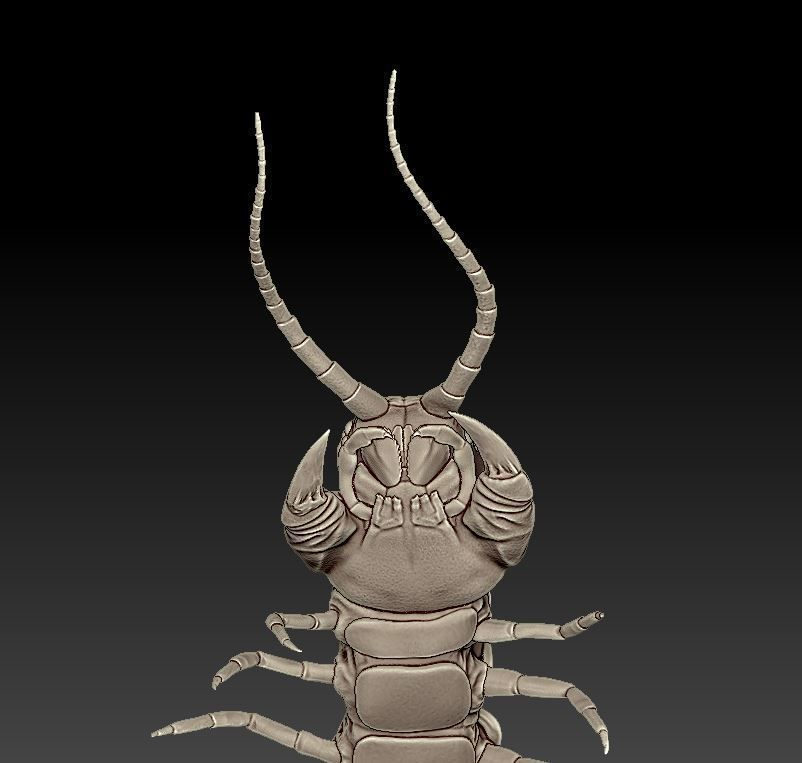 Scolopendra viridicornis centipede 3D model 3D printable | CGTrader