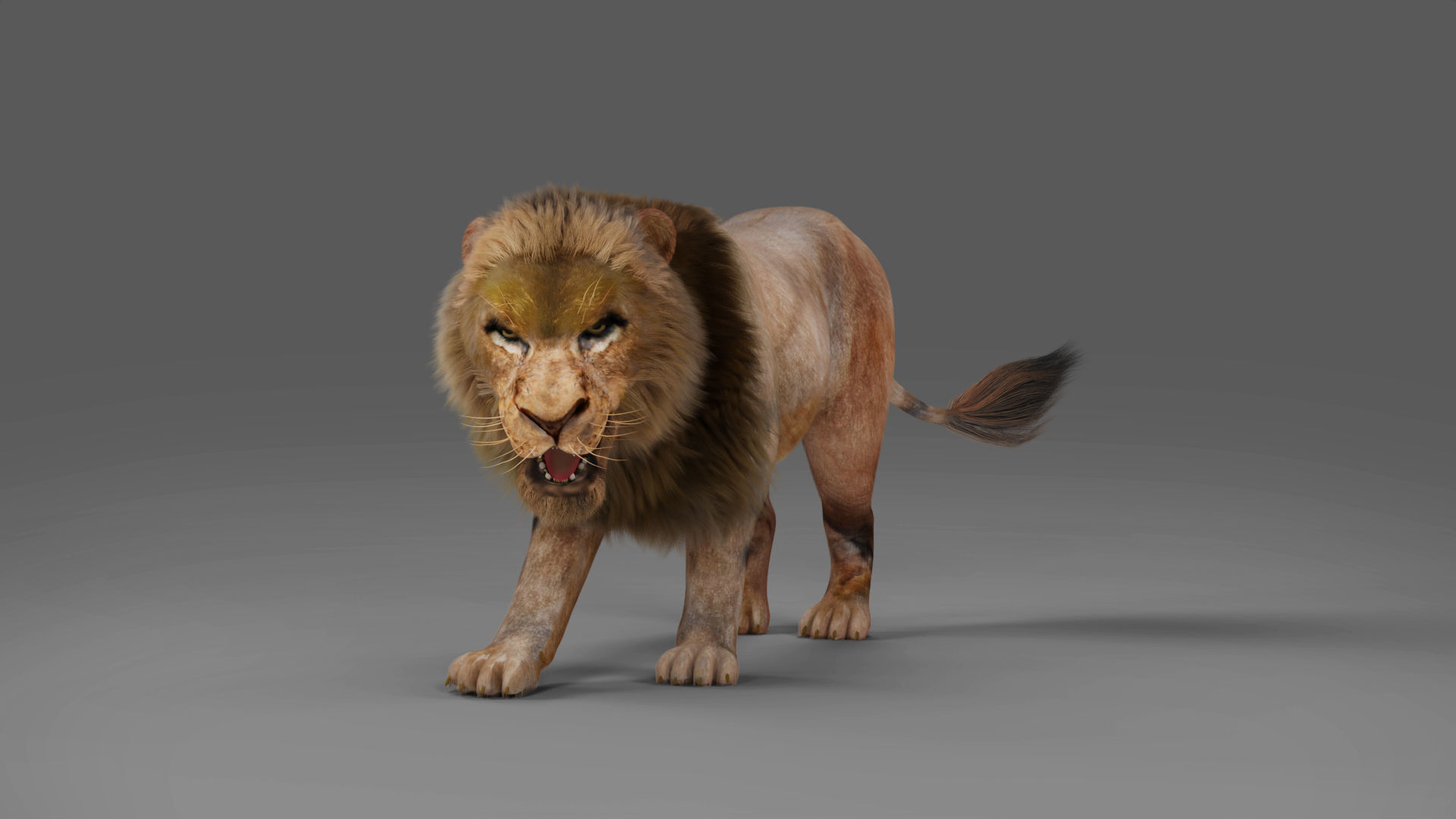 3D model Fur Lion Rigged in Blender VR / AR / low-poly | CGTrader