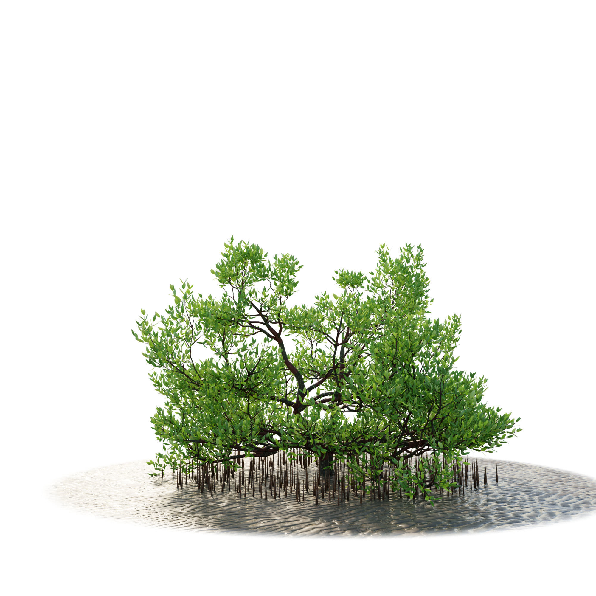 3D model Mangrove - Pidada Merah - Berembang - Sonneratia caseolaris VR ...
