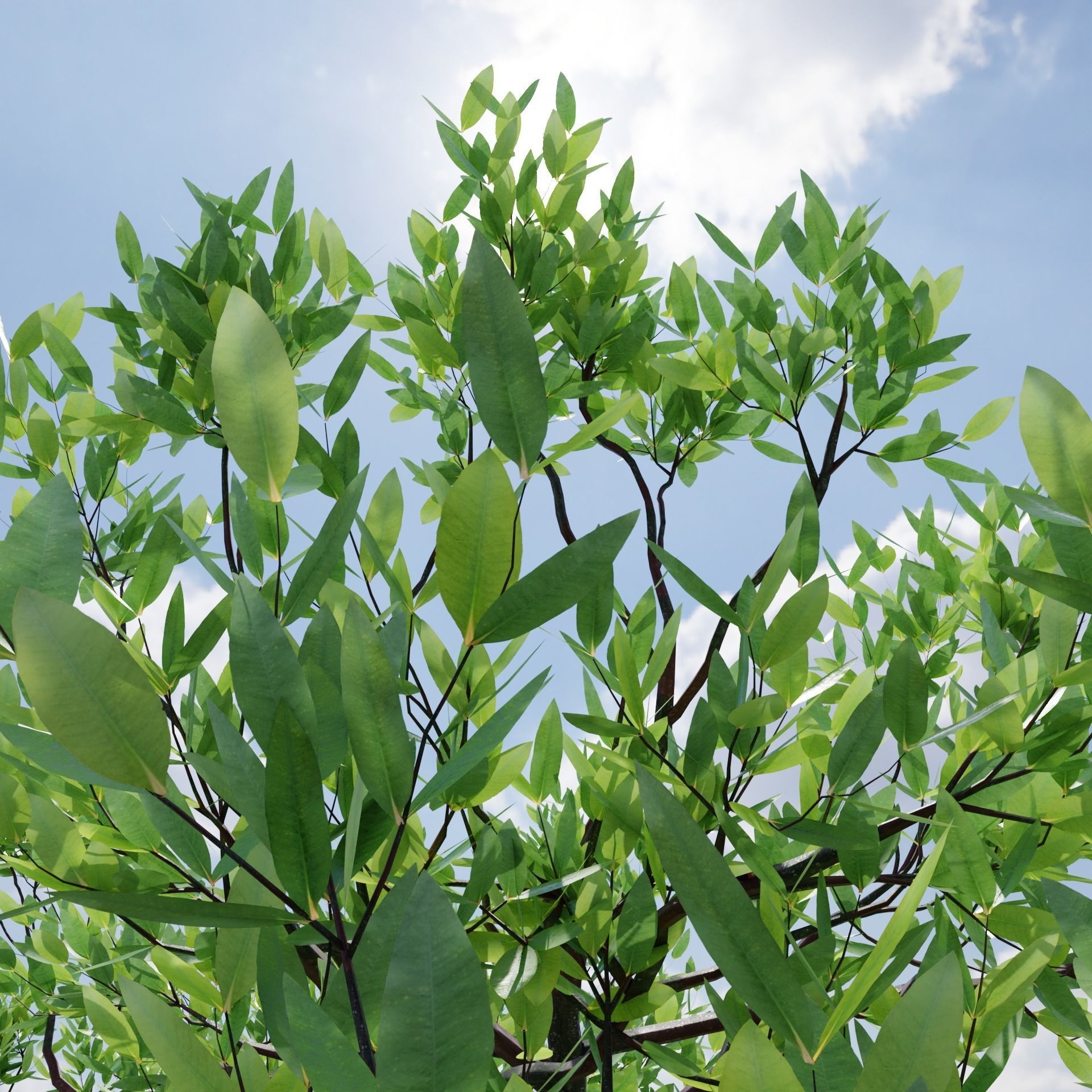 3D model Mangrove - Pidada Merah - Berembang - Sonneratia caseolaris VR ...