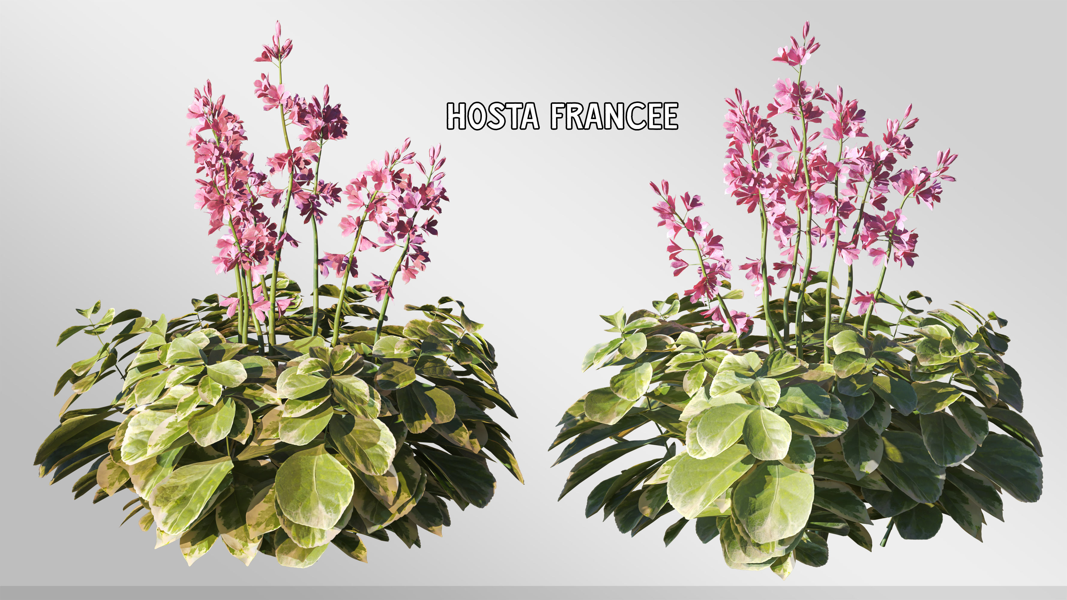 3 Hosta Francee Plant 3D model | CGTrader