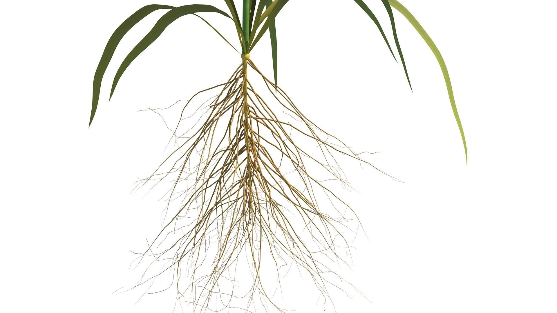 Rice growth animation 3D model animated rigged | CGTrader