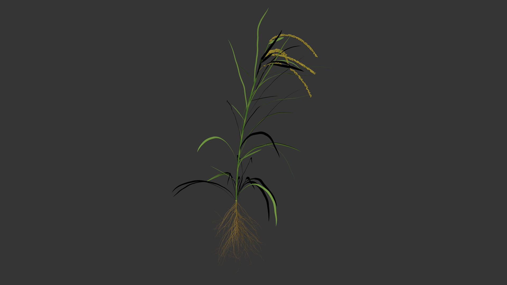 Rice growth animation 3D model animated rigged | CGTrader