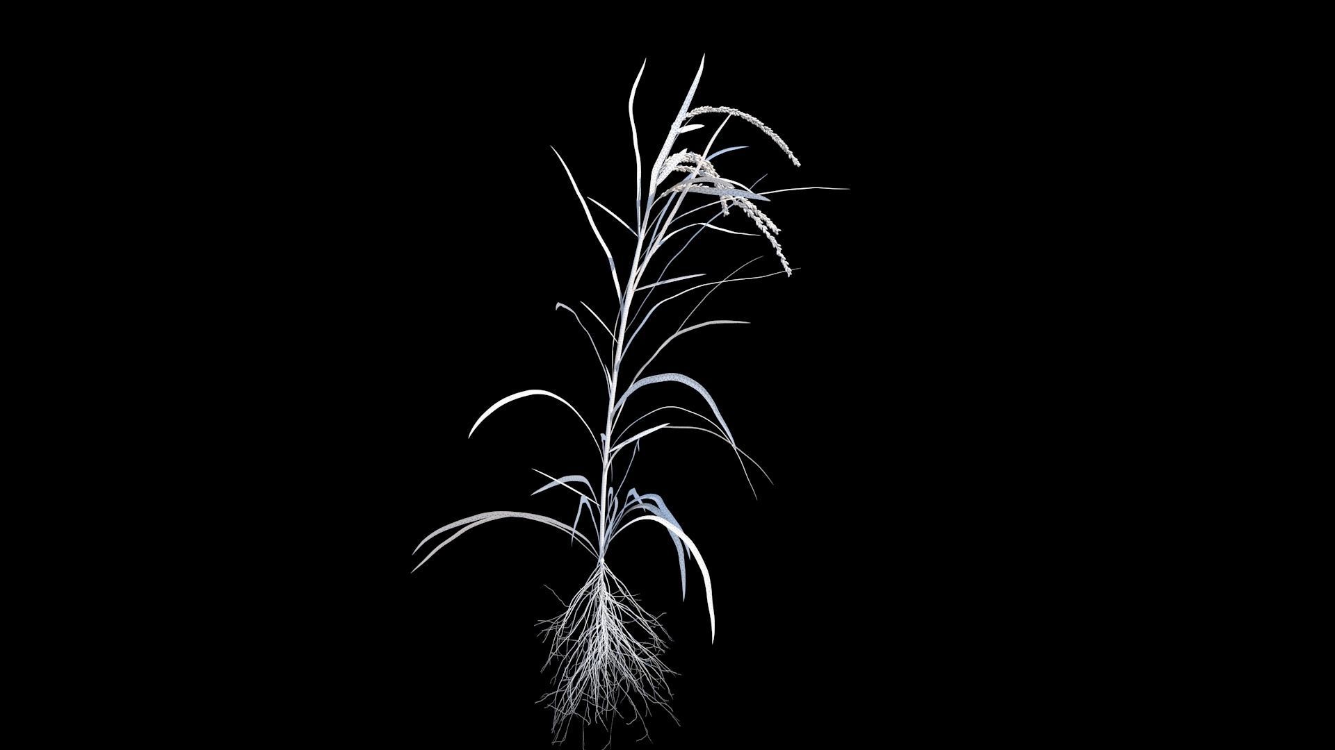 Rice growth animation 3D model animated rigged | CGTrader