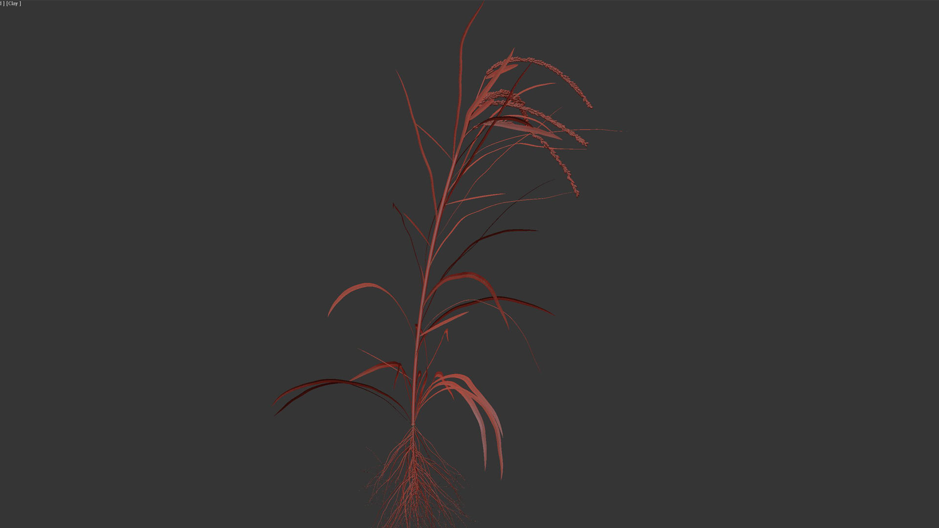 Rice growth animation 3D model animated rigged | CGTrader