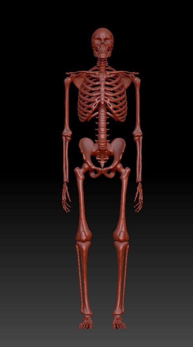 3D model Full Male skeleton VR / AR / low-poly | CGTrader