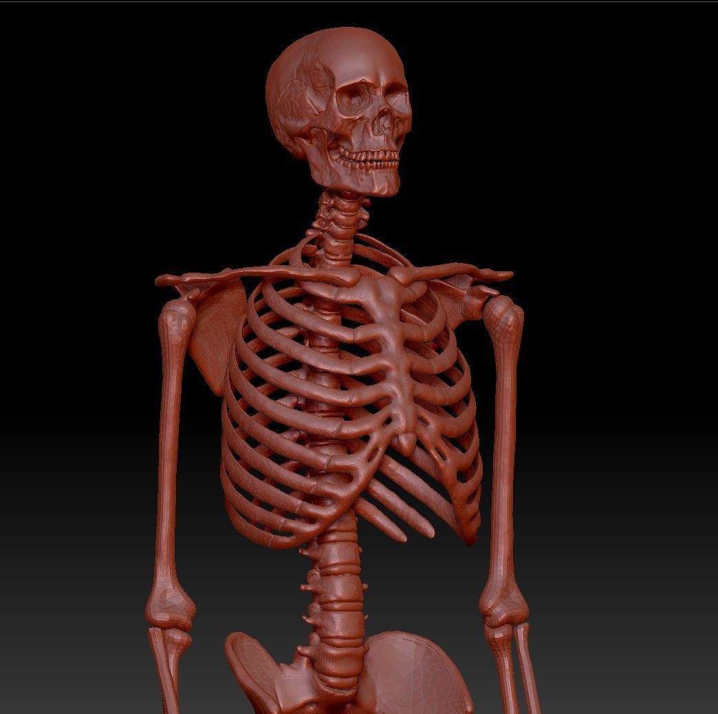 3D model Full Male skeleton VR / AR / low-poly | CGTrader