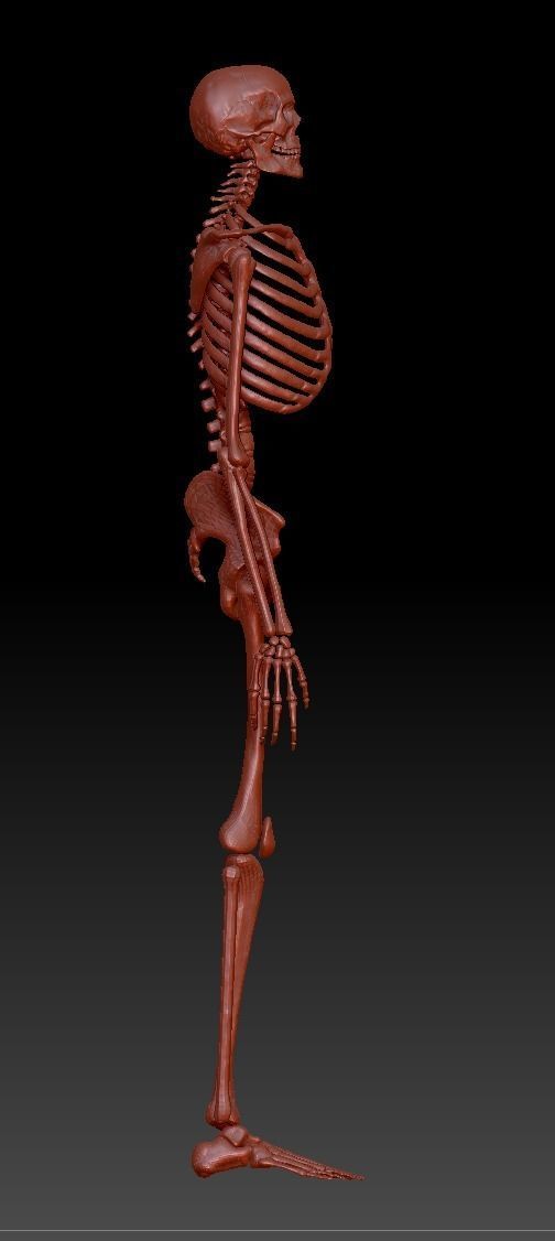 3D model Full Male skeleton VR / AR / low-poly | CGTrader