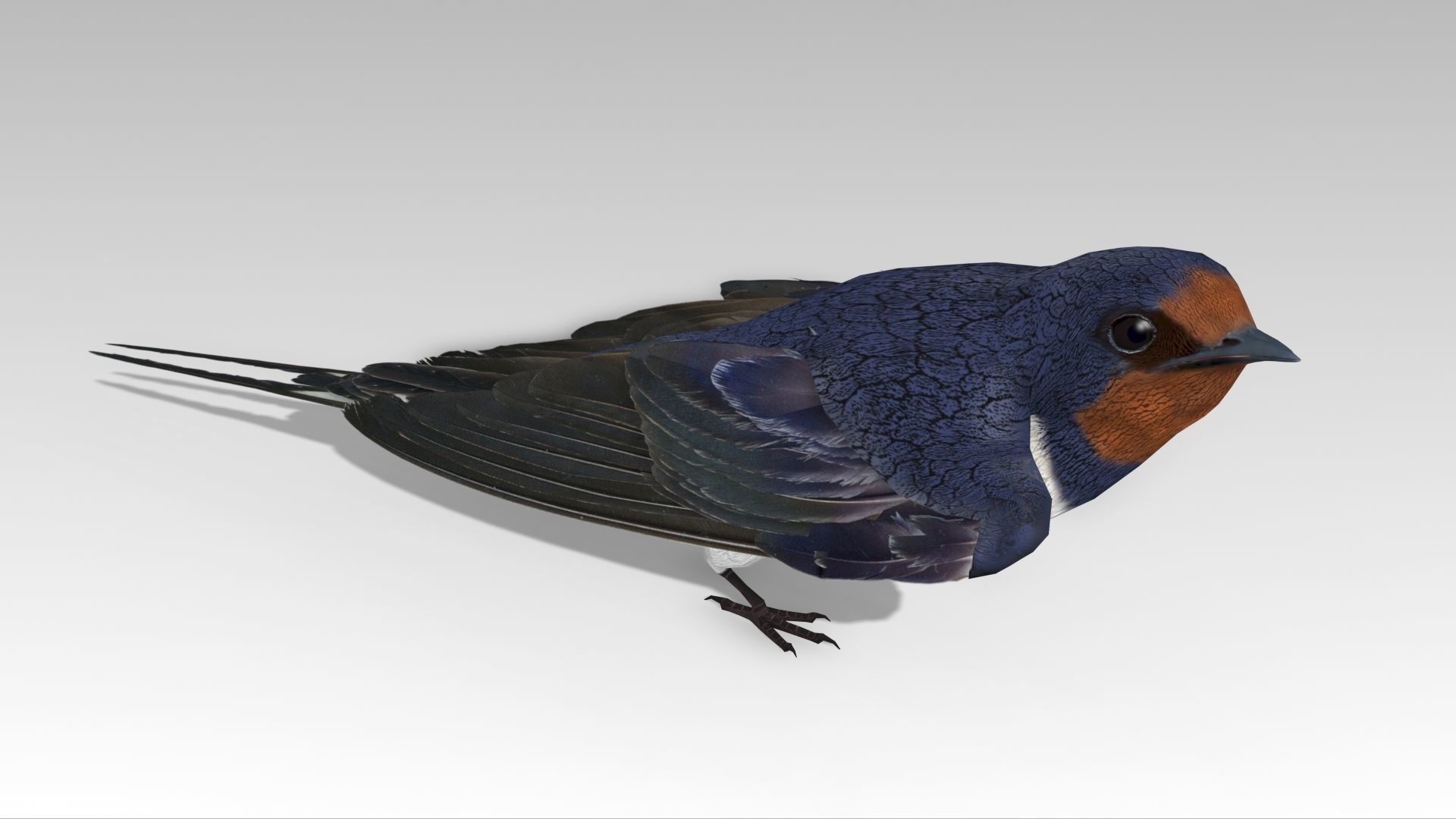 3D model Barn Swallow VR / AR / low-poly | CGTrader