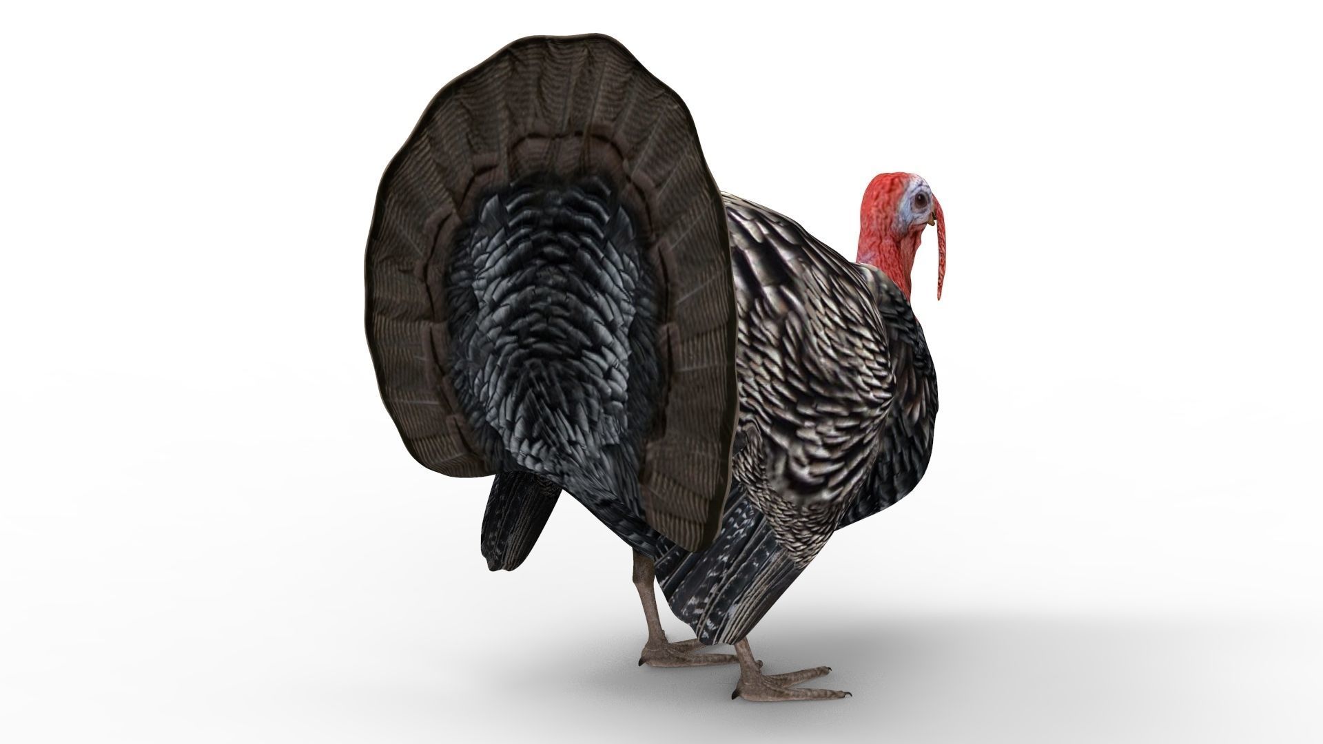 Wild Turkey 3D model | CGTrader