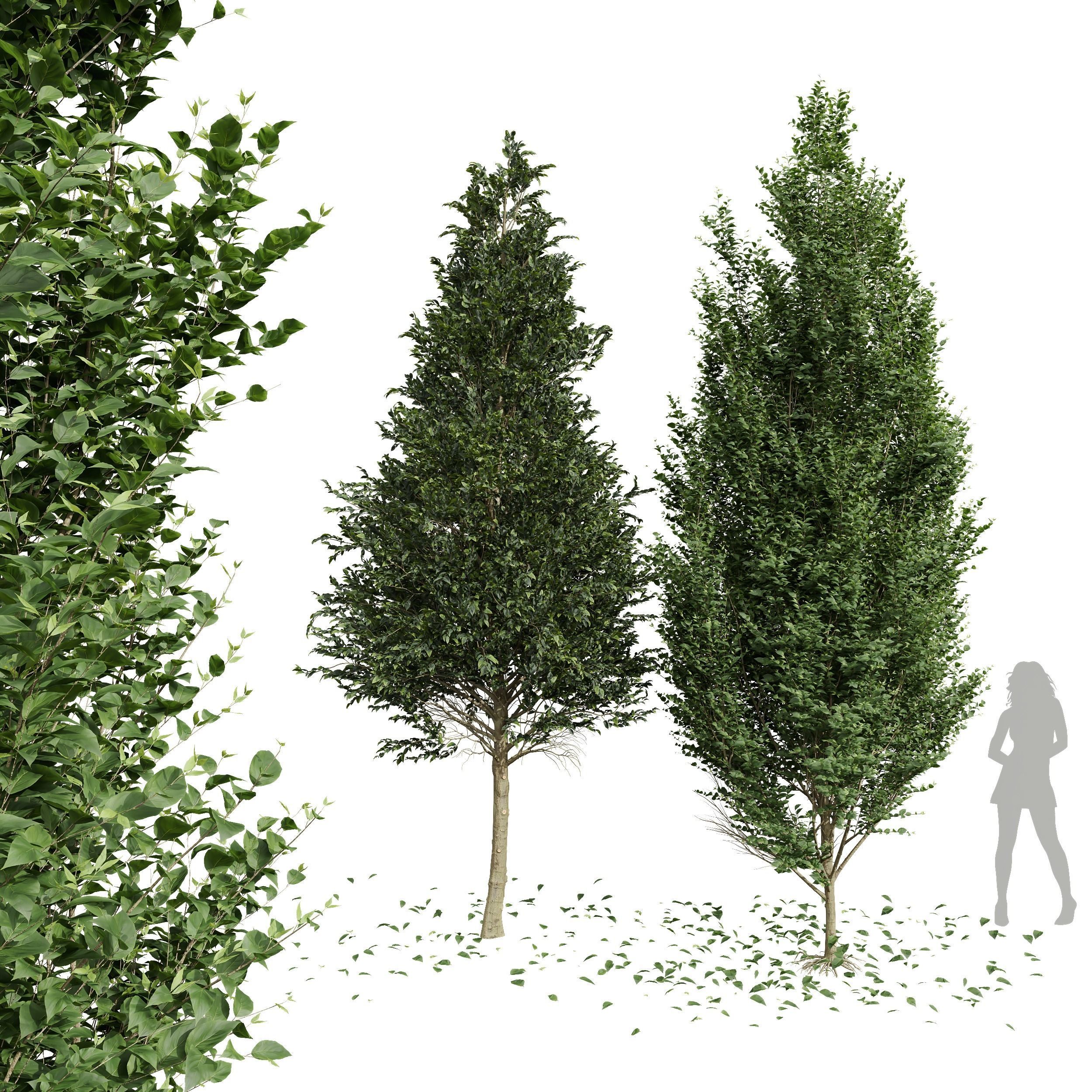 New Tree Carpinus Betulus Broadleaf 001 3D model | CGTrader