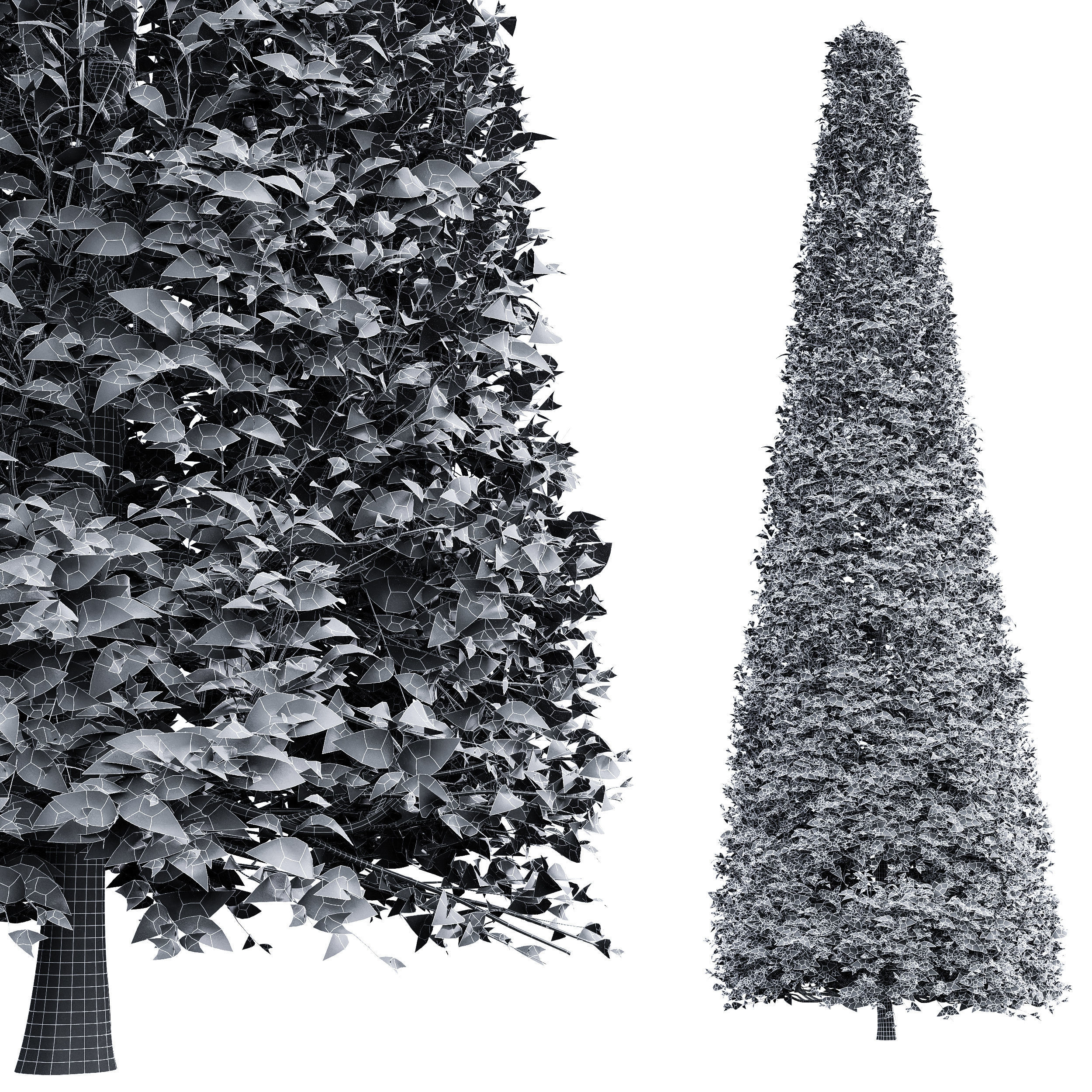 New Tree Carpinus Betulus Broadleaf Cigarette Conical free 3D model ...