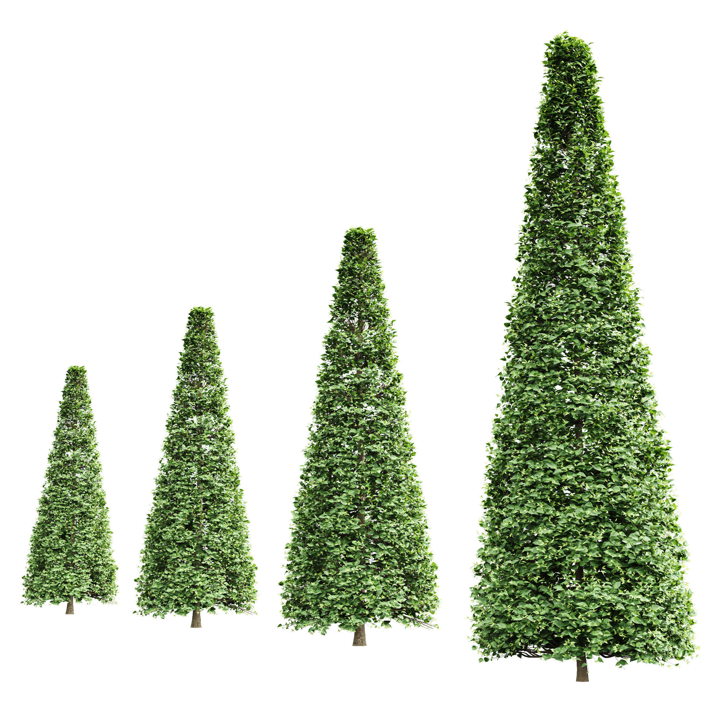 New Tree Carpinus Betulus Broadleaf Cigarette Conical free 3D model ...