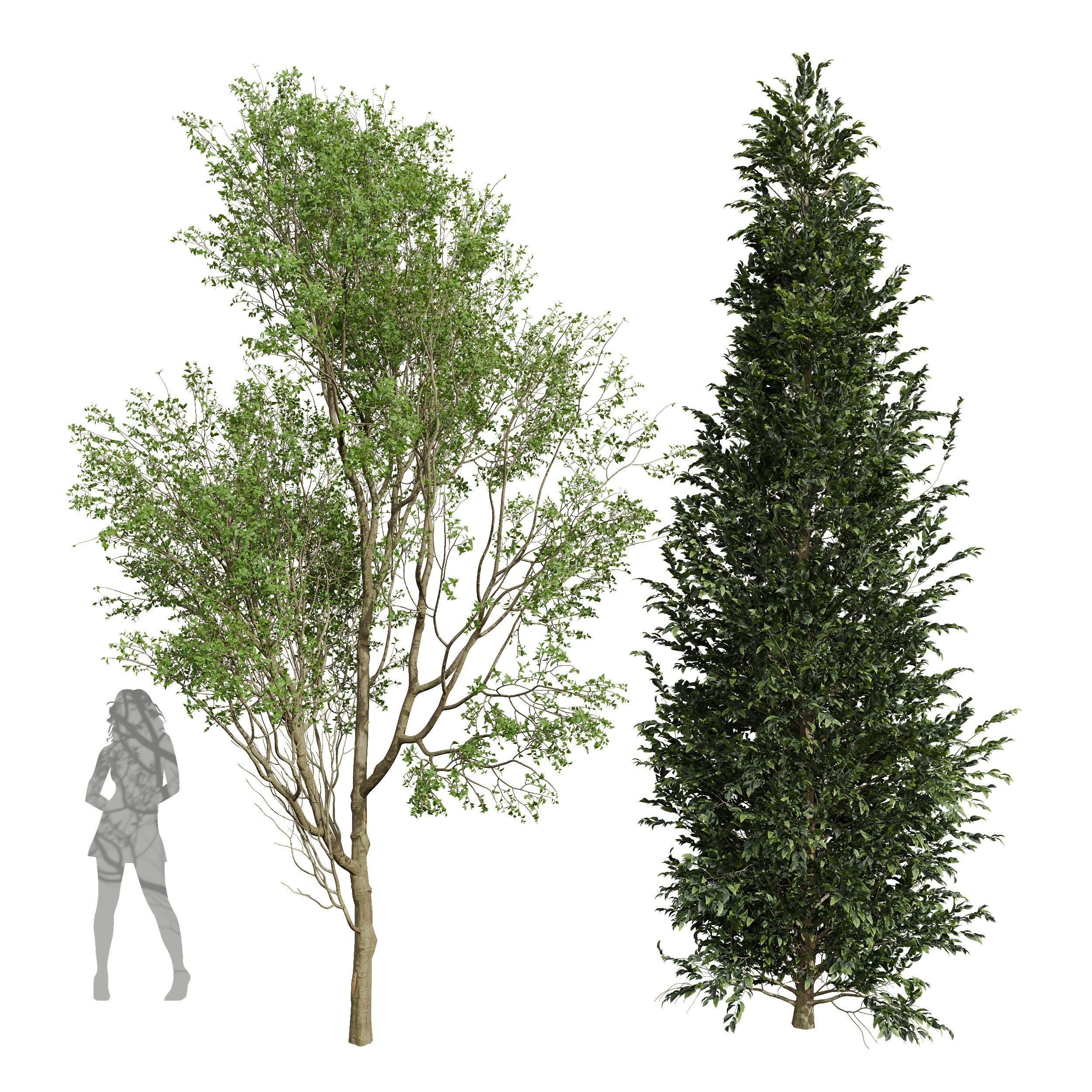 Carpinus Betulus Broadleaf Prunus Spinosa Summer003 3D model | CGTrader