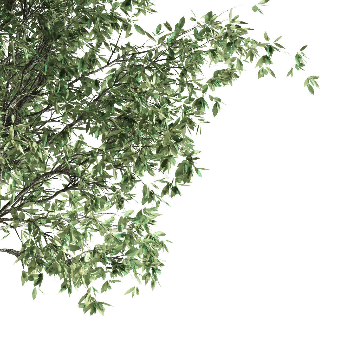 two Olive trees free free 3D model | CGTrader