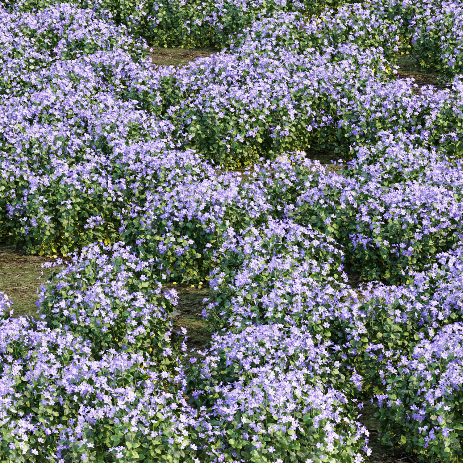 Periwinkle flowering plants vol 185 3D model | CGTrader