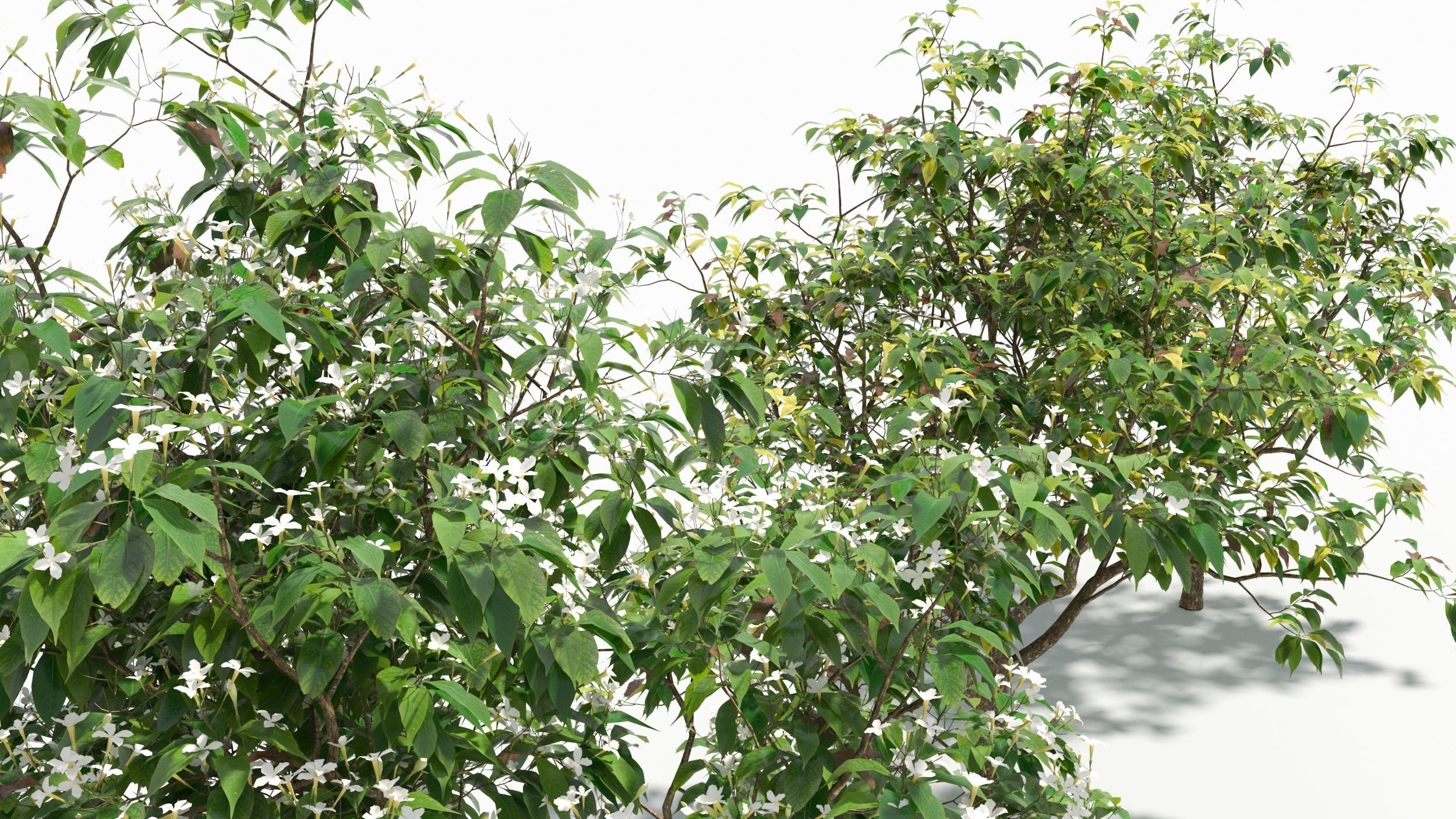 Ervatamia tree 3D model | CGTrader