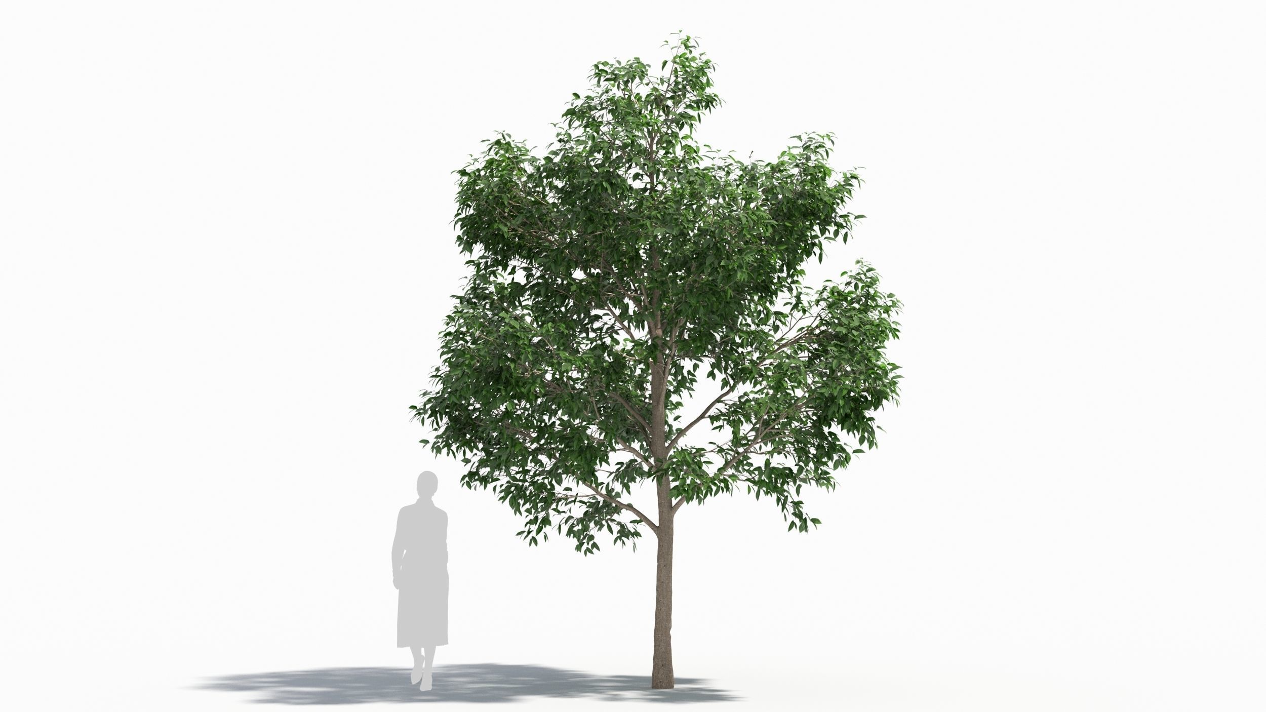 Nyssa tree 3D model | CGTrader