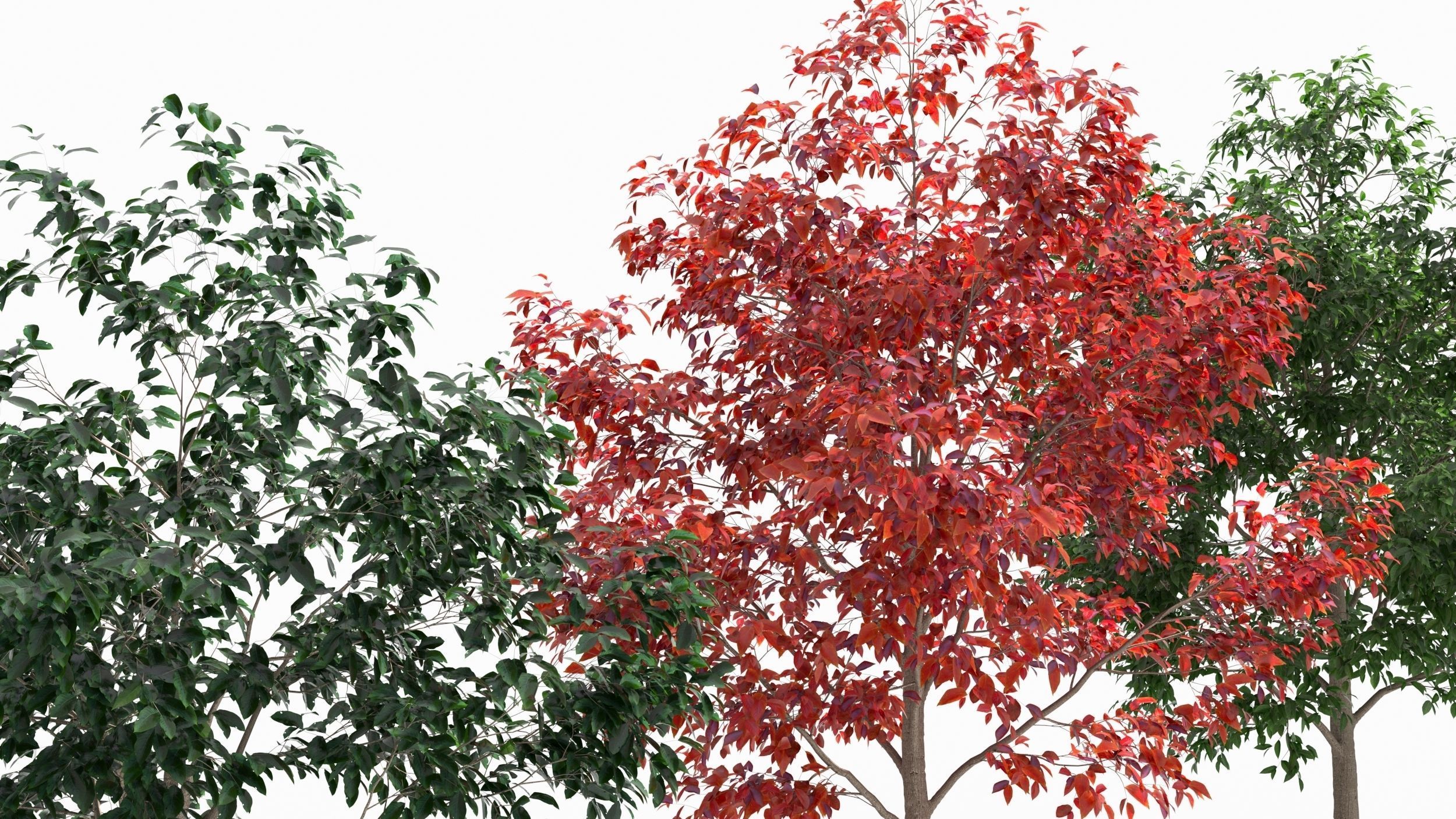 Nyssa tree 3D model | CGTrader