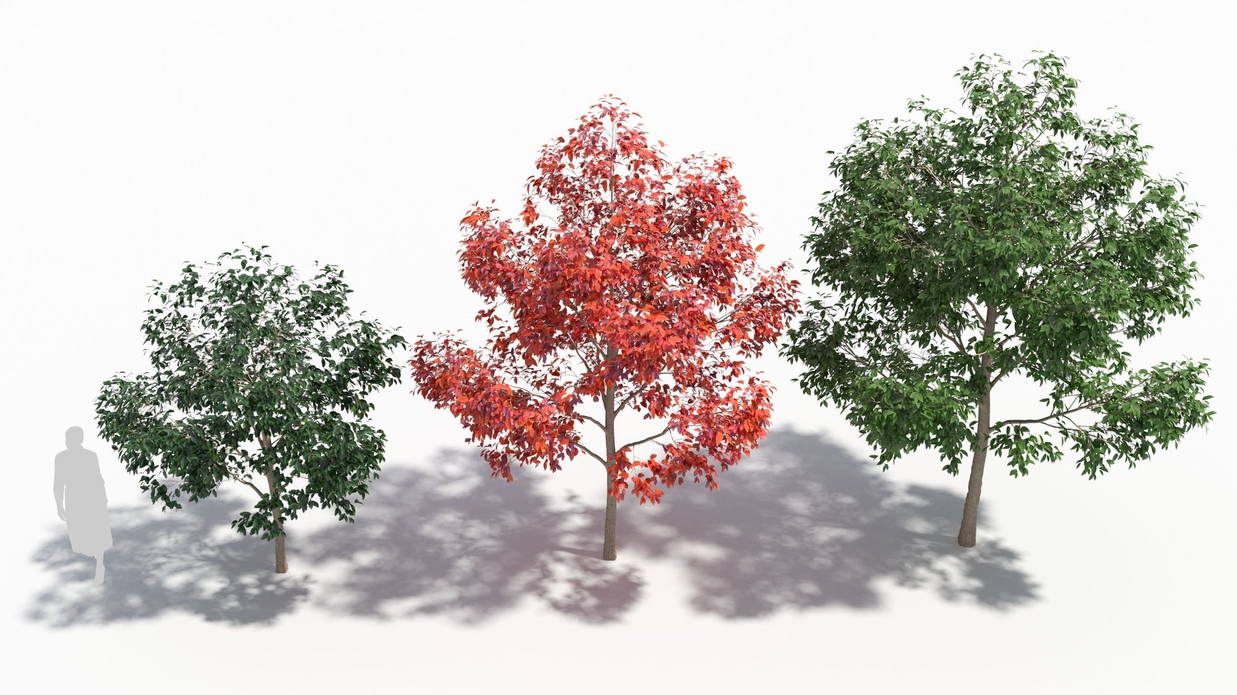 Nyssa tree 3D model | CGTrader