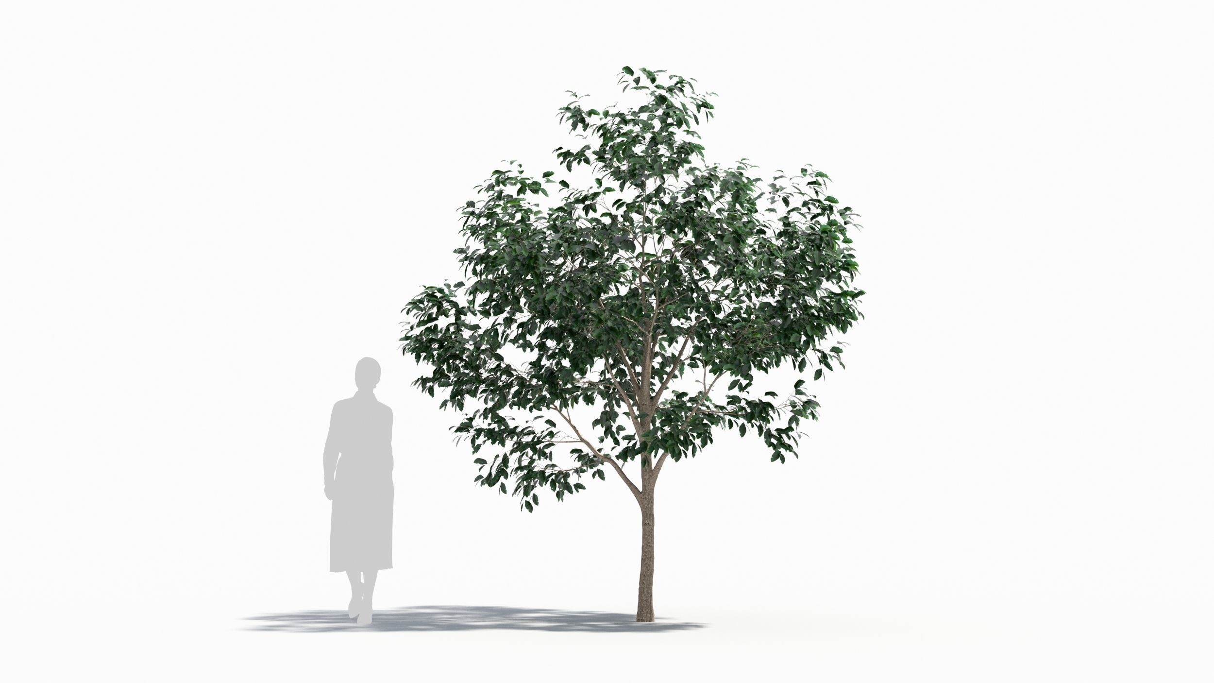 Nyssa tree 3D model | CGTrader