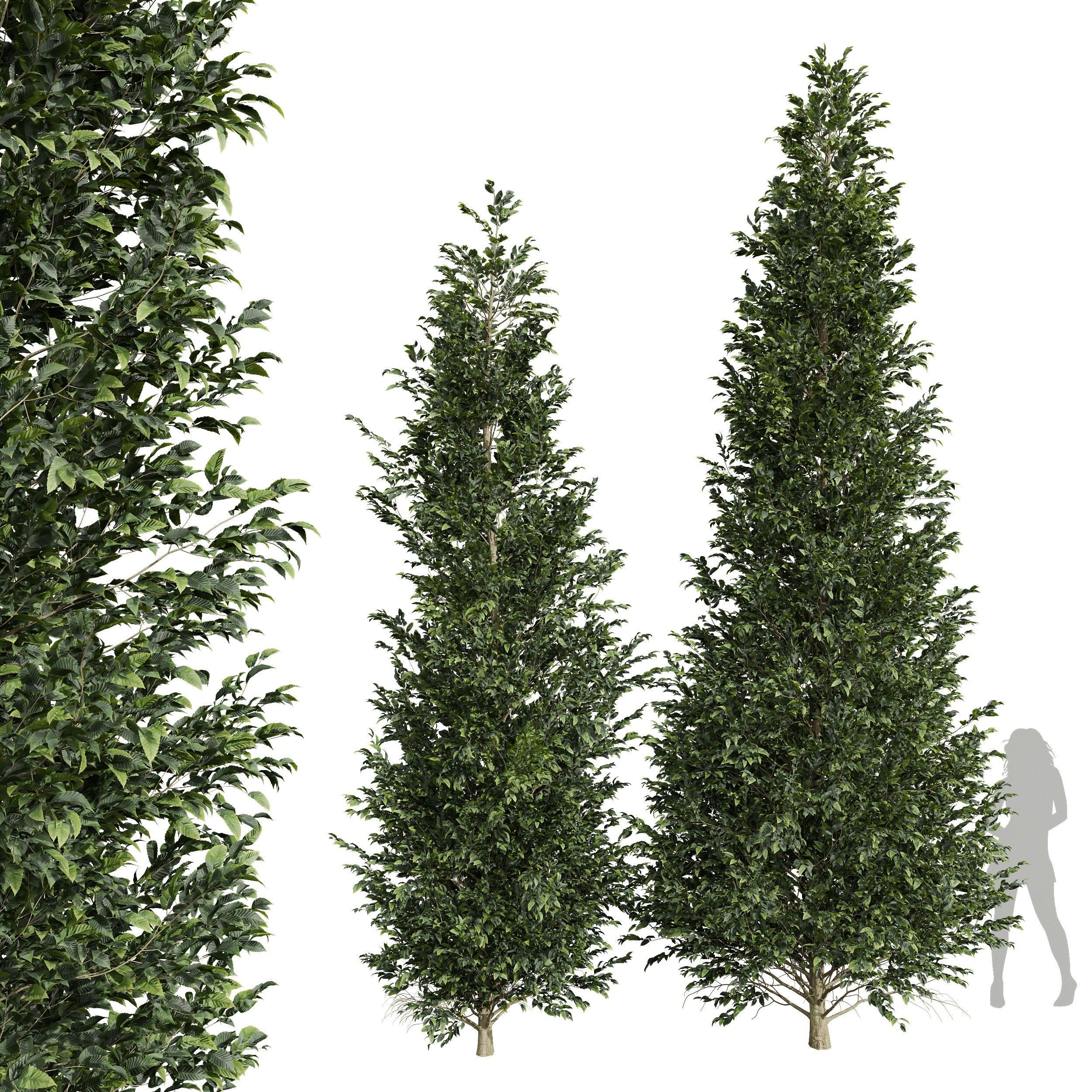 New Tree Carpinus Betulus Med Tall free 3D model | CGTrader