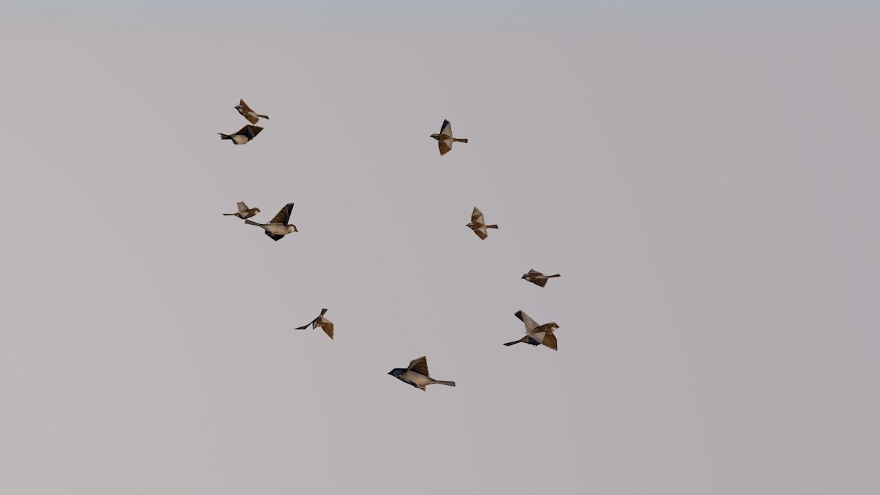 3D model Sparrow Flock Animation VR / AR / low-poly | CGTrader
