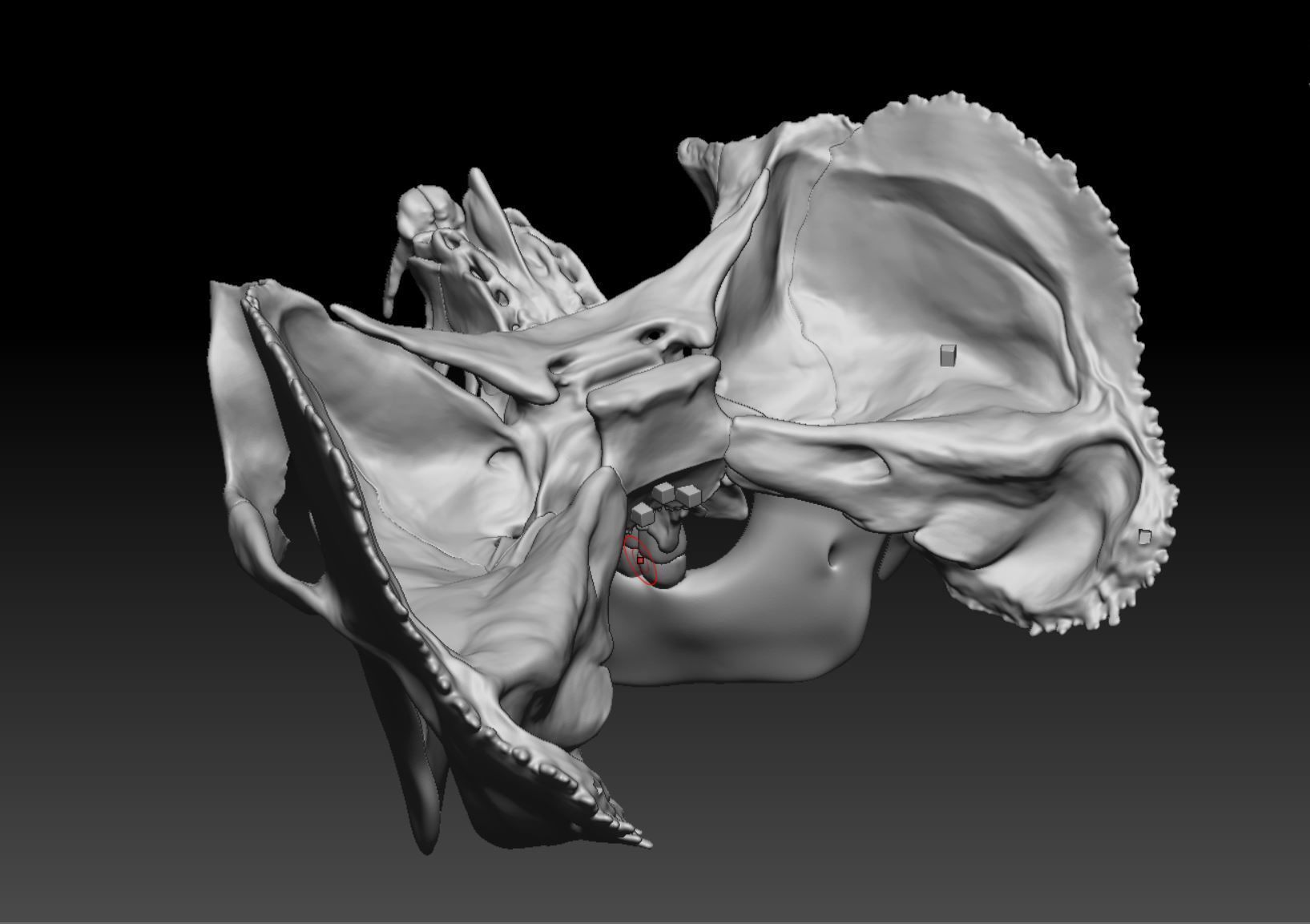 Skull Bones - 3D Printing 3D model 3D printable | CGTrader