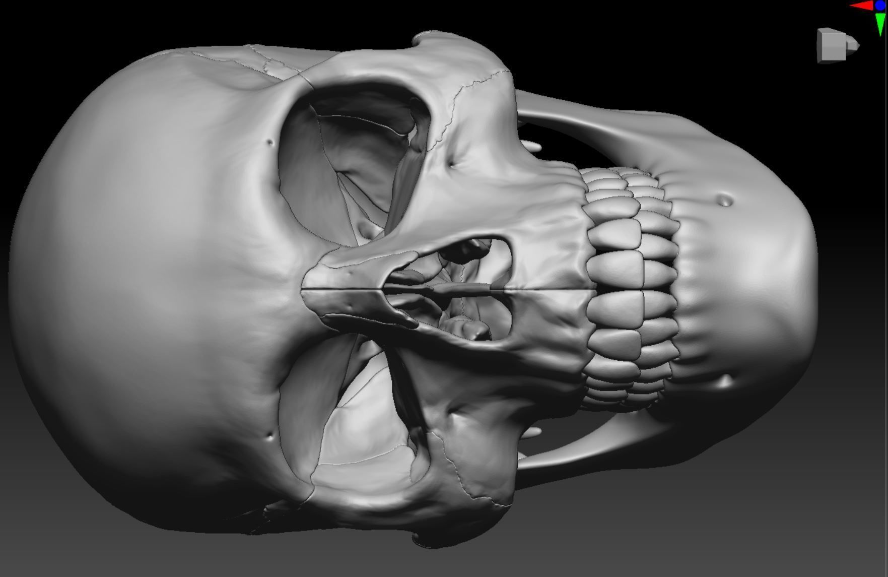 Skull Bones - 3D Printing 3D model 3D printable | CGTrader