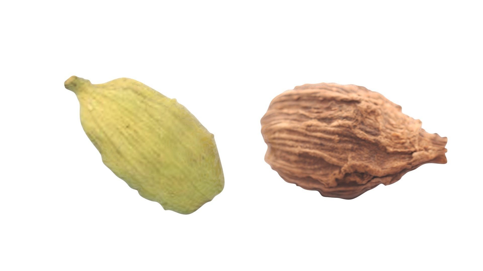 Green and Brown Cardamom 3D model | CGTrader