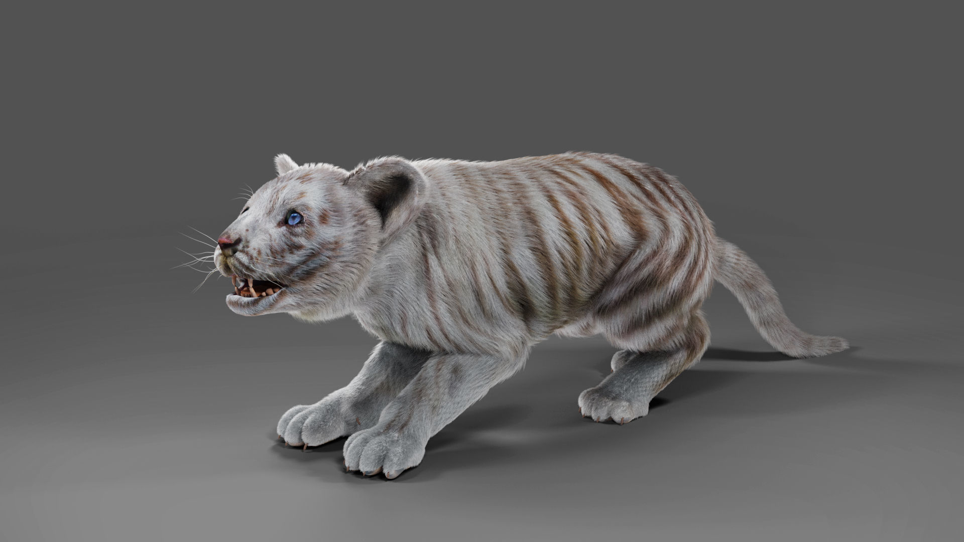 3D model Fur White Tiger Cub Rigged in Blender VR / AR / low-poly ...