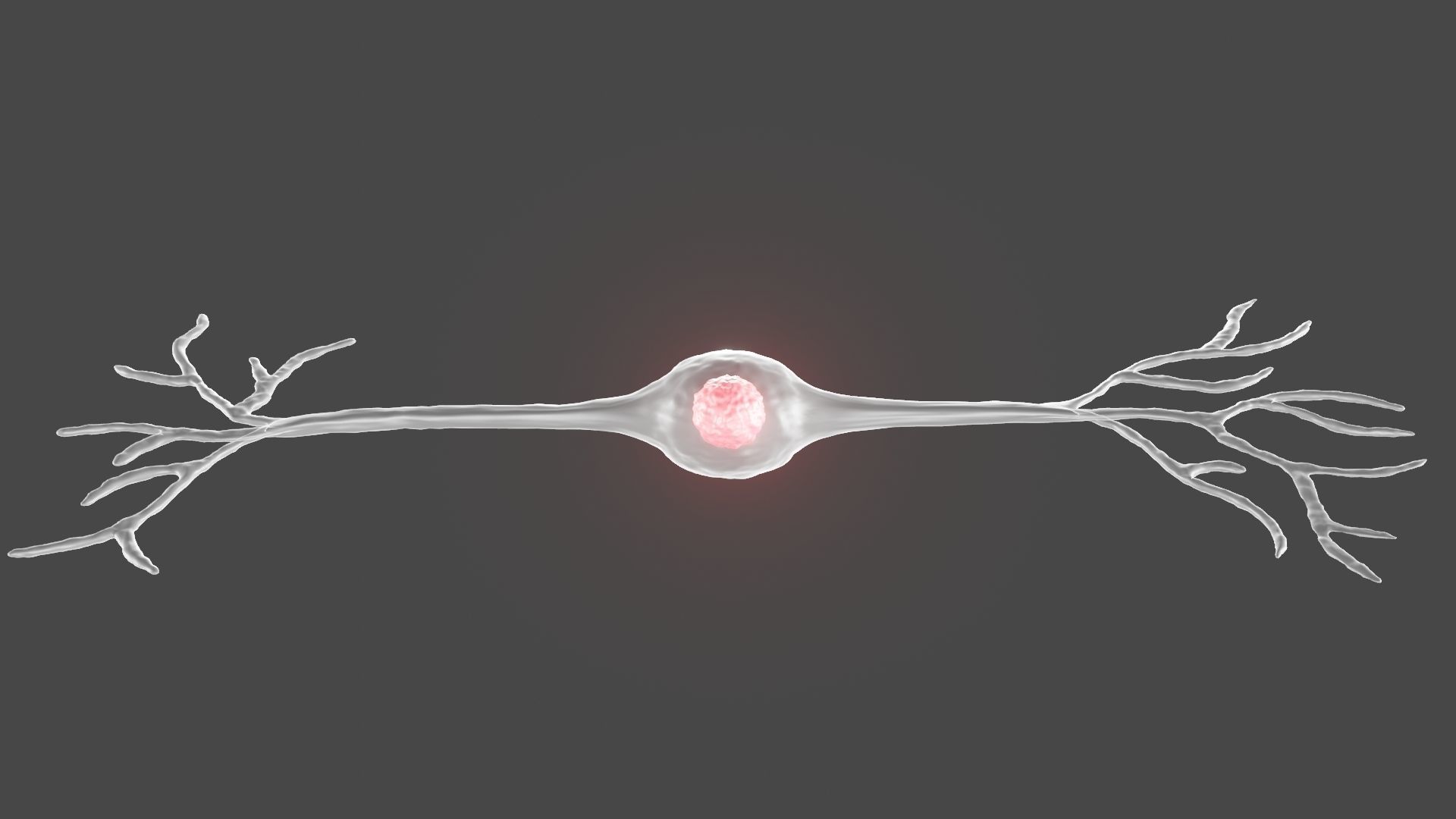 Bipolar Neuron 3D model | CGTrader