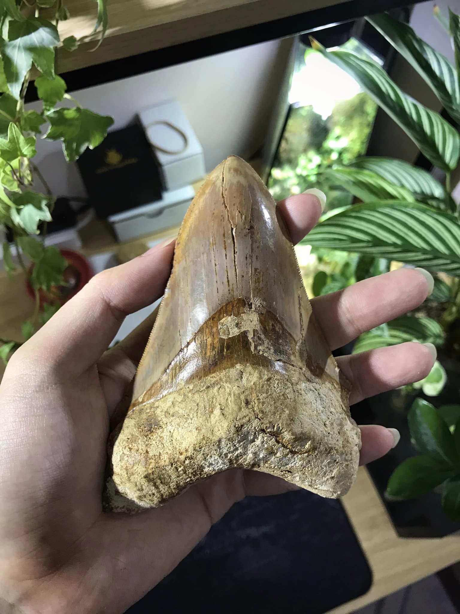 Megalodon shark fossil free VR / AR / low-poly 3D model | CGTrader