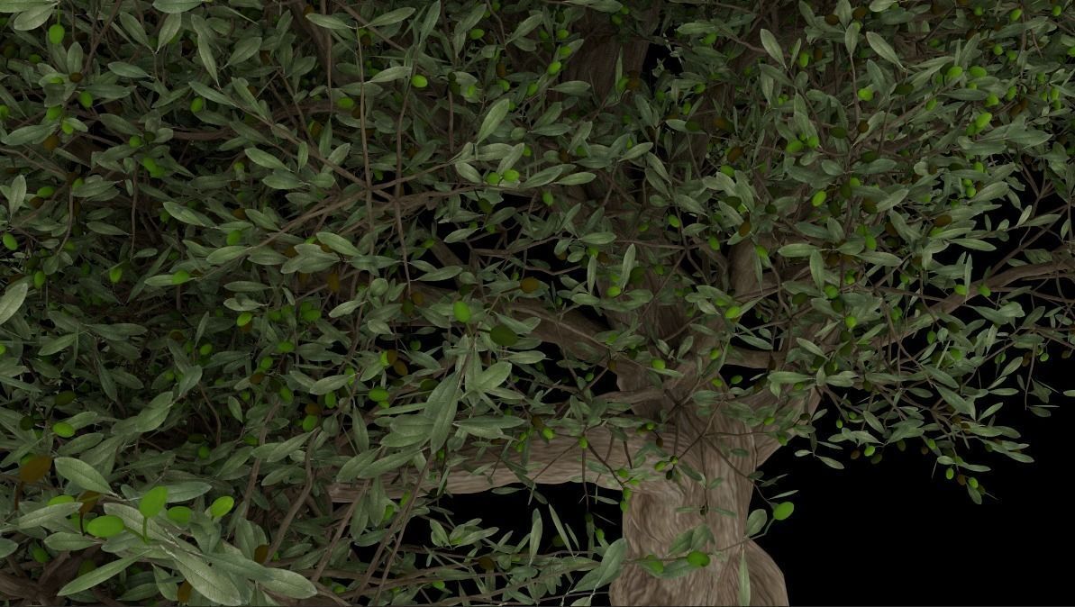 3D model Olive tree - Olivier VR / AR / low-poly | CGTrader