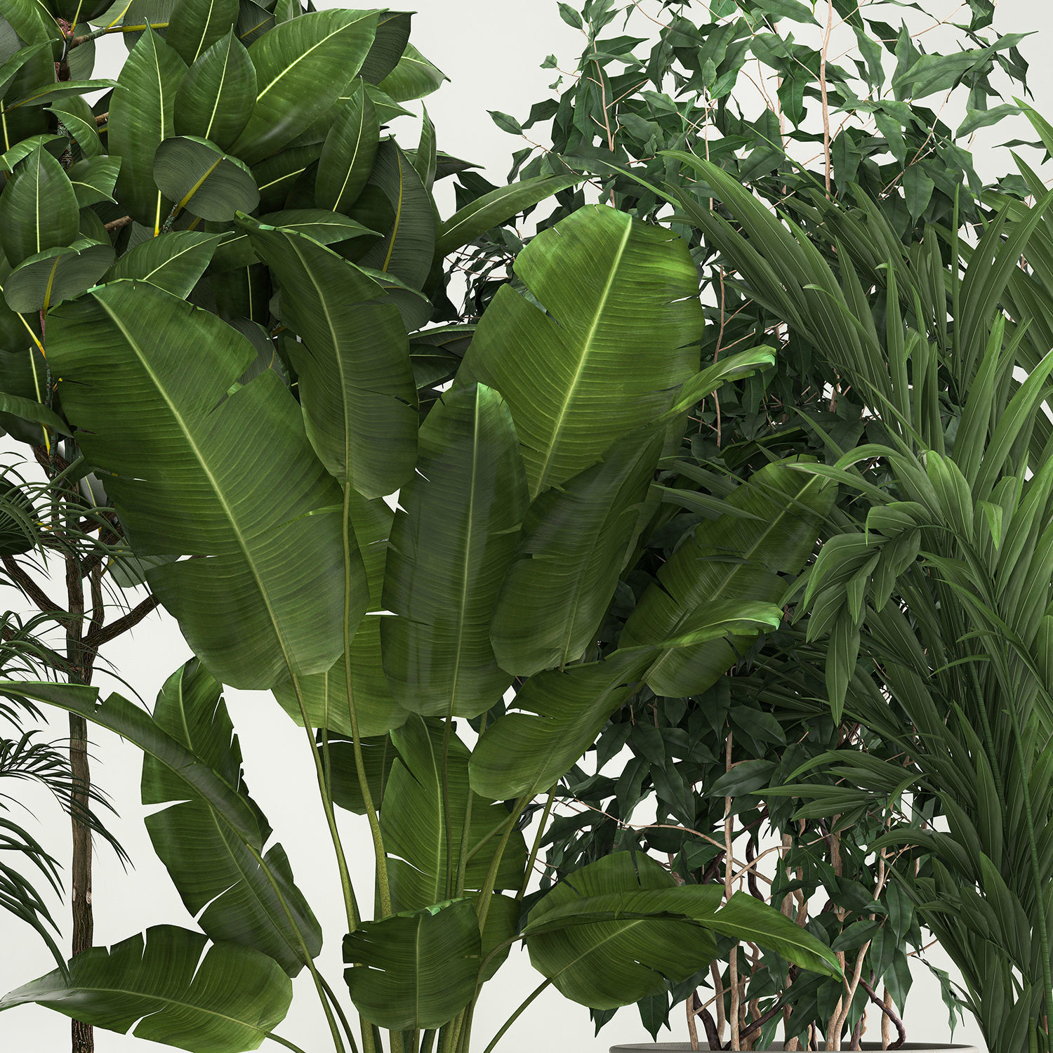 Set of potted plants ficus palm strelitzia 1198 3D model | CGTrader