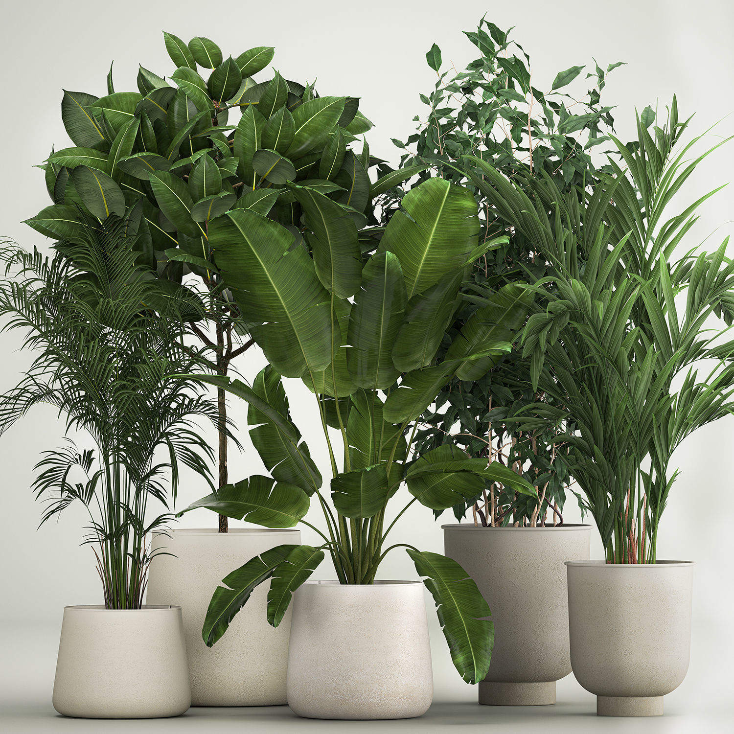 Set of potted plants ficus palm strelitzia 1198 3D model | CGTrader