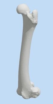 Femur Dog 10 kg 3D model 3D printable | CGTrader